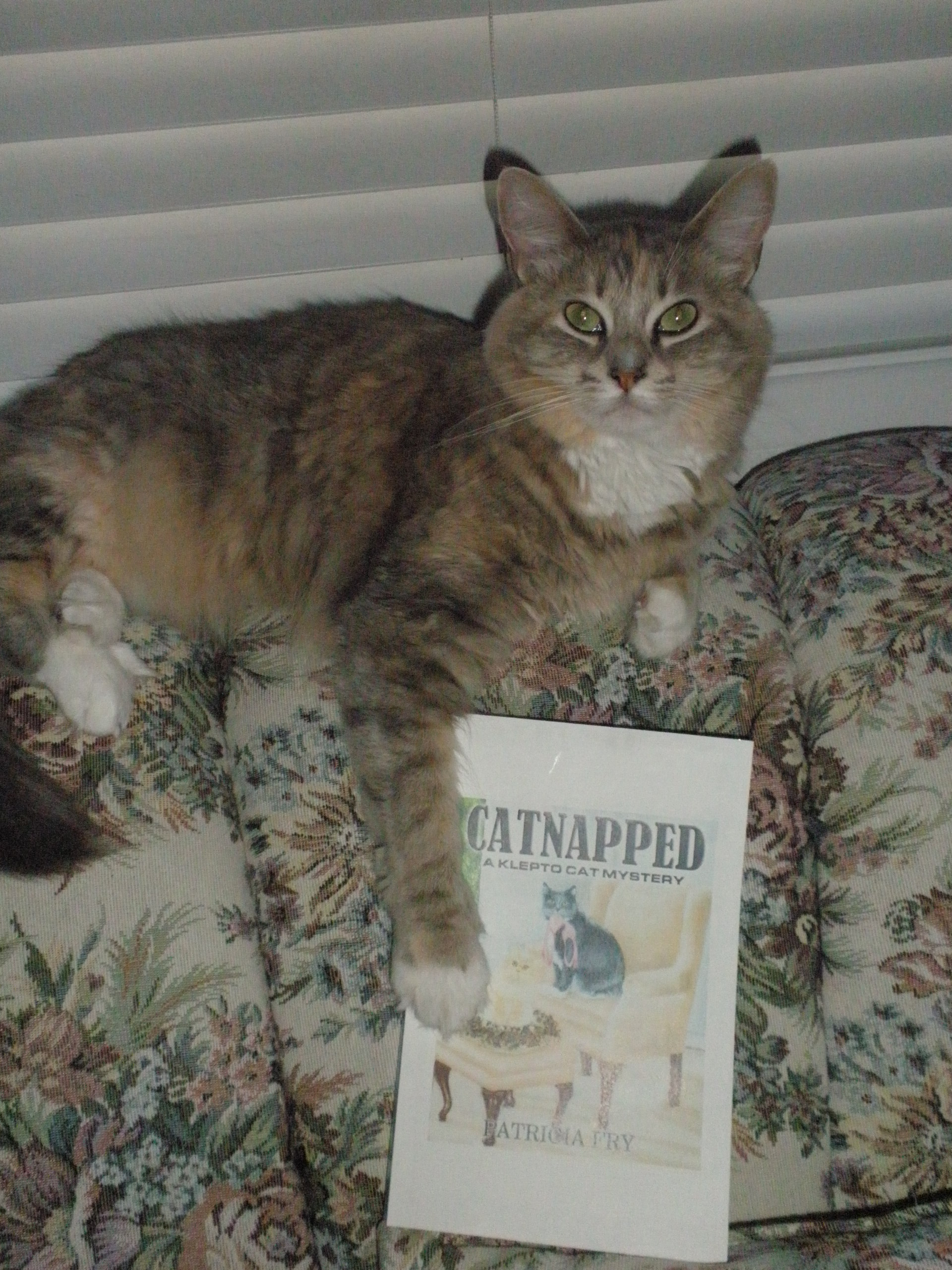 Mindful Monday – Is Your Cat a Roamer or a Homebody? | Catscapades