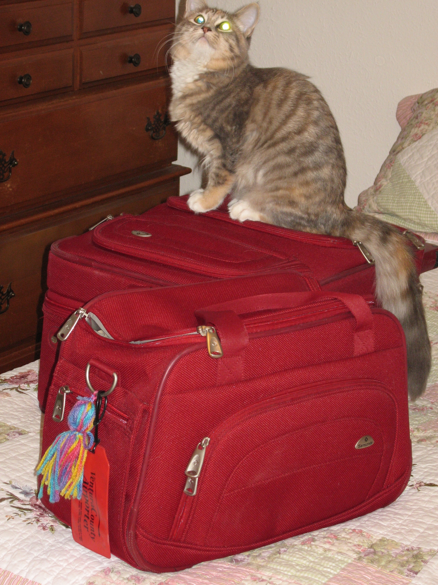Thoughts For Thursday Cattywampus Travels Book 23 Catscapades thoughts-for-thursday-cattywampus-travels-book-23-catscapades