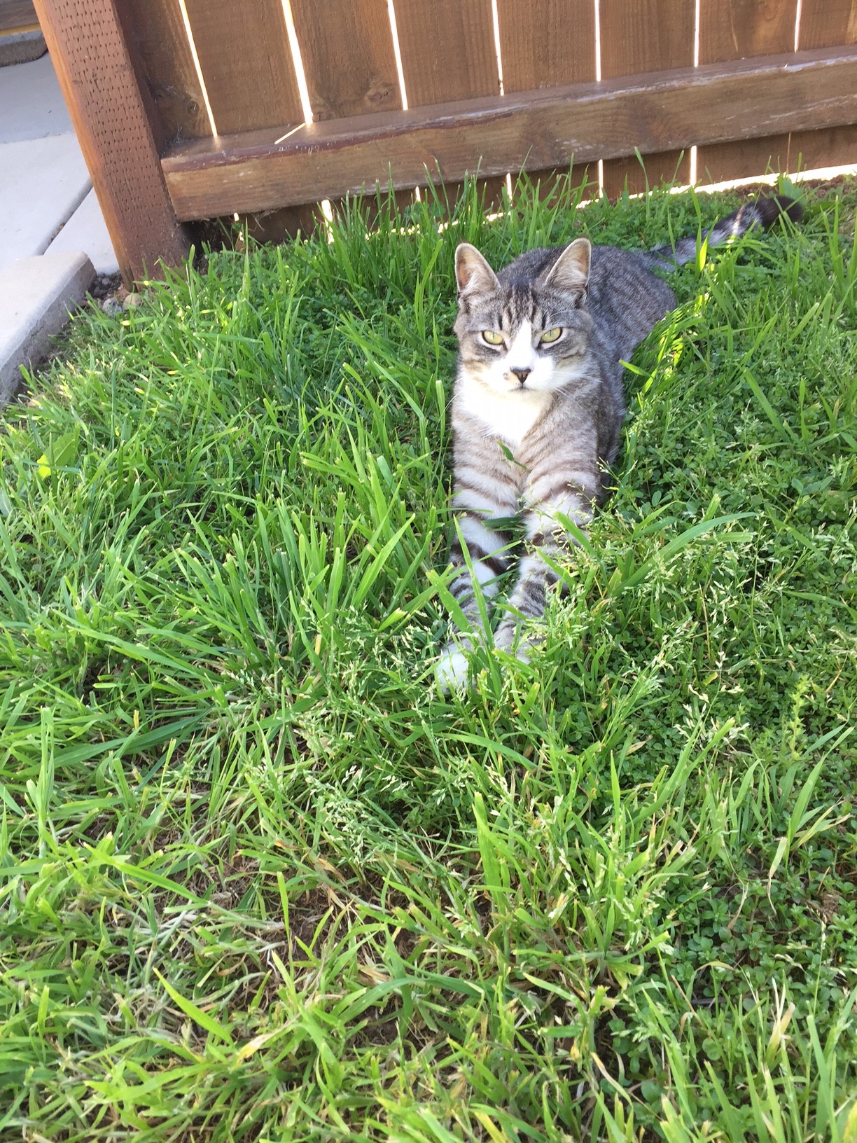 Newsday Tuesday – Hundreds of Cats Up For Adoption | Catscapades