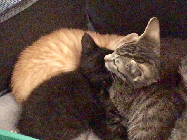 Paws Up for Wednesday – National Free Spay a Feral Cat Day | Catscapades