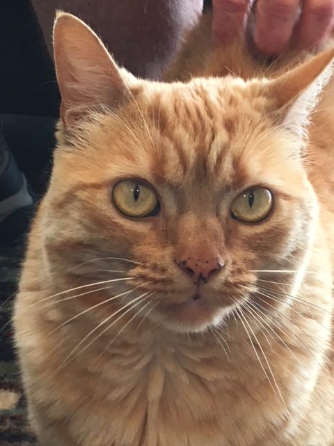 Thoughts for Thursday – More About Marmalades, Gingers, Reds | Catscapades