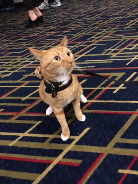 Meowy Monday – Two National Cat Holidays | Catscapades