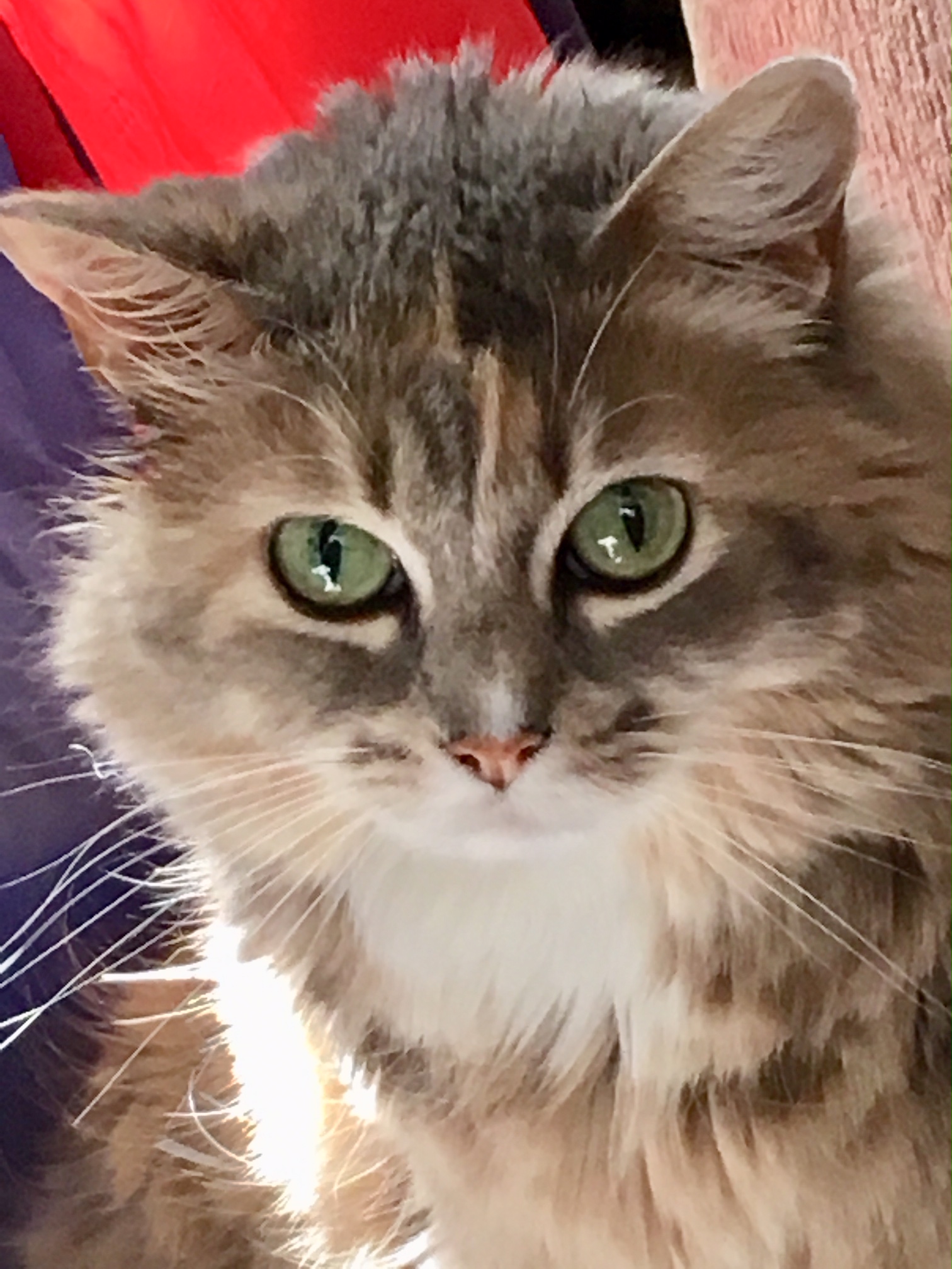 Frivolous Friday – Have You Ever Been Chosen By as Cat | Catscapades