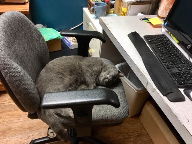 Wild (and Sometimes Crazy) Wednesday – Cats at Work | Catscapades