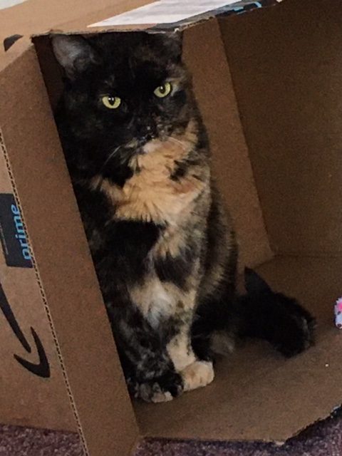 Meowy Monday – Tortoiseshell Cat Appreciation Day | Catscapades