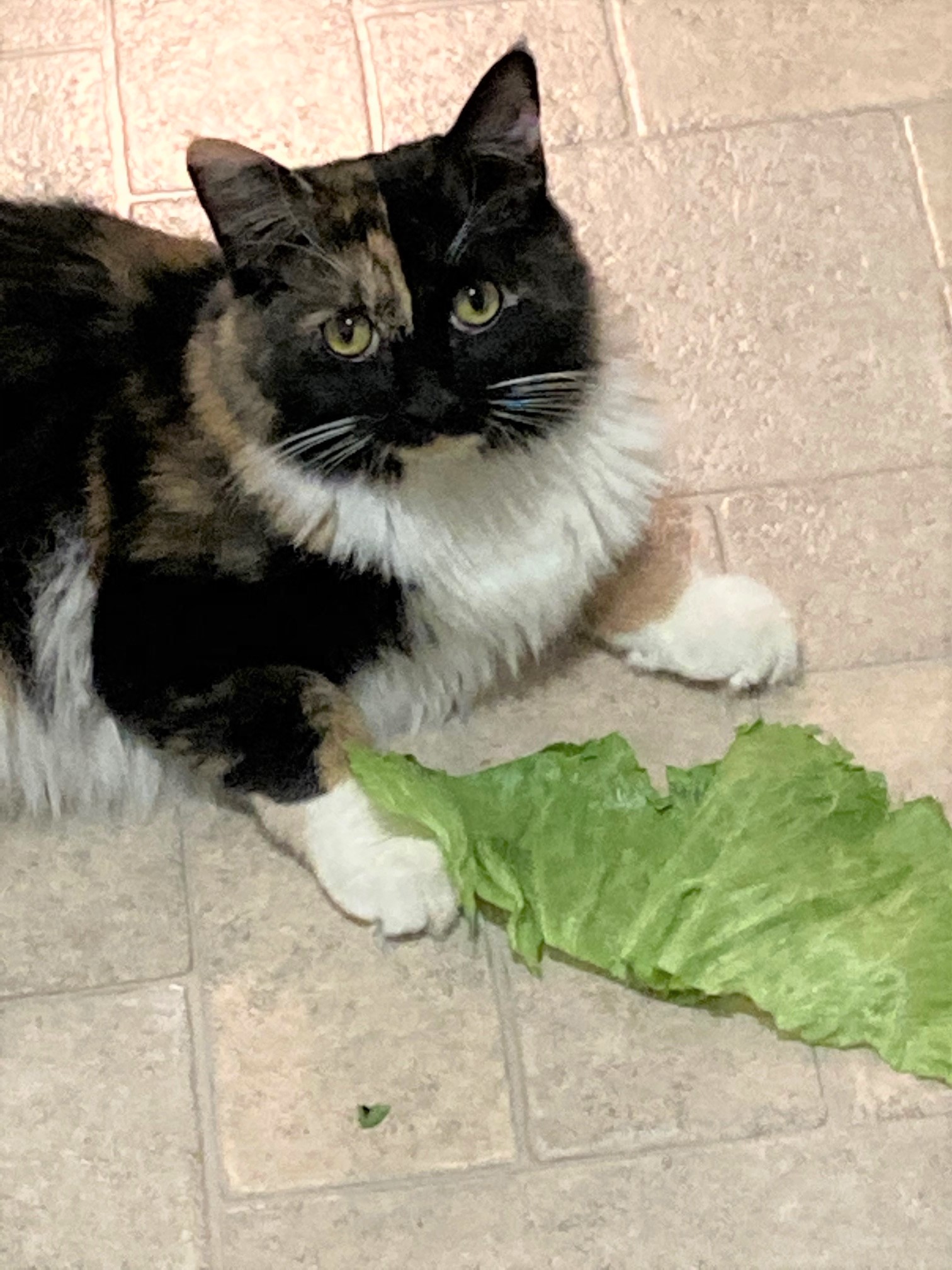 Meowy Monday – What’s Your Cat’s Favorite Game? | Catscapades