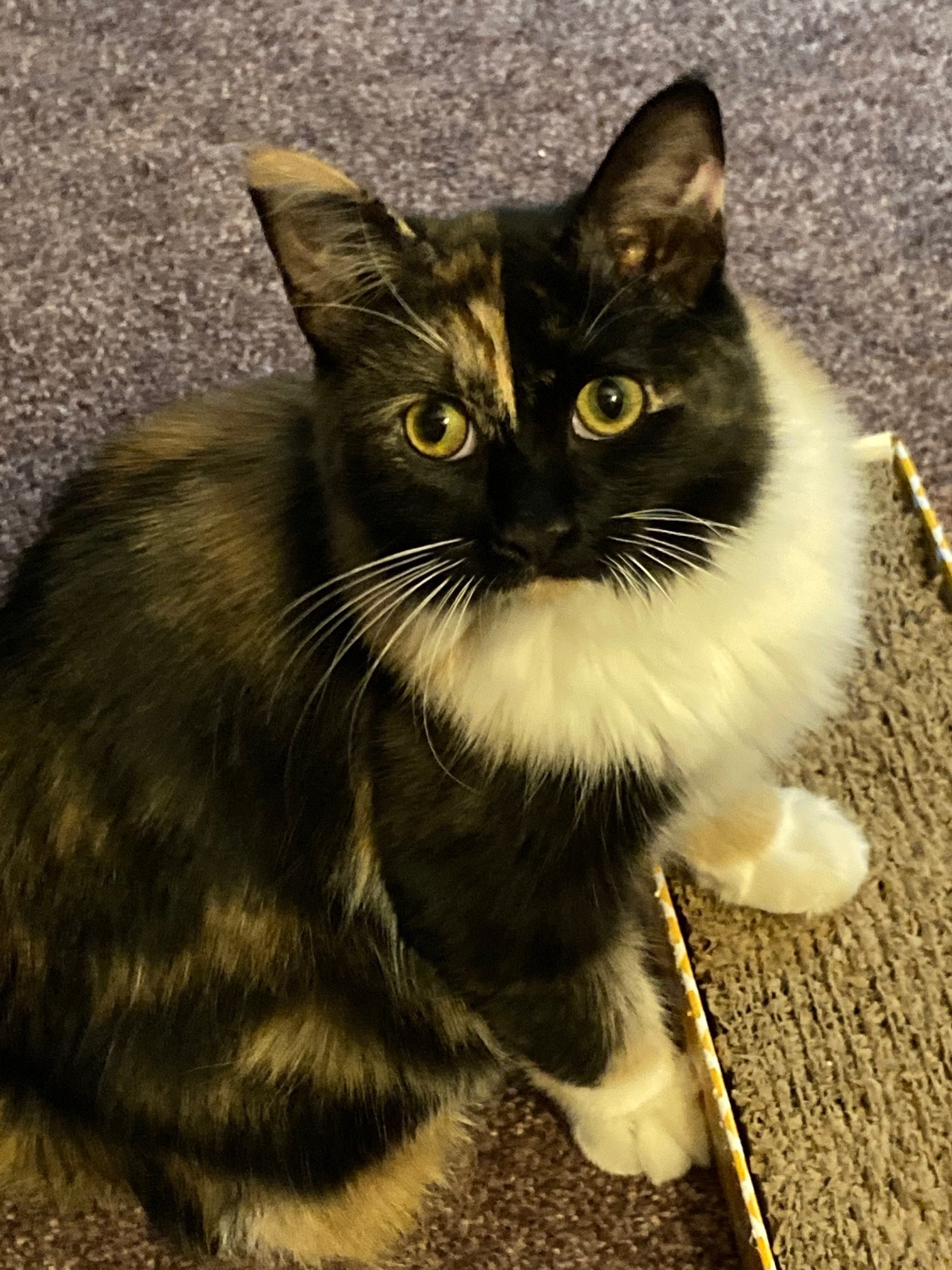 Mindful Monday – Cats of a Different Color | Catscapades