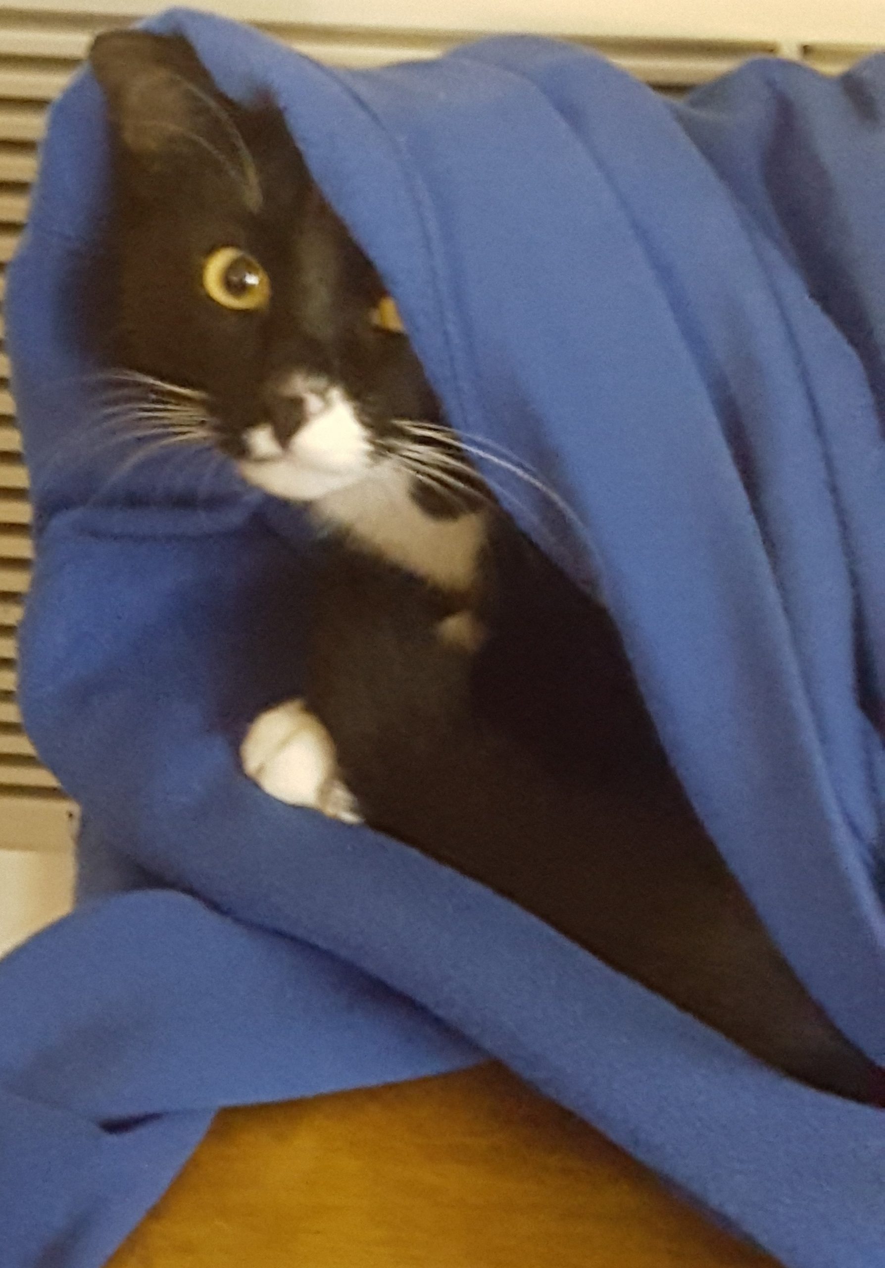 Meowy Monday—CatCon 2023 | Catscapades