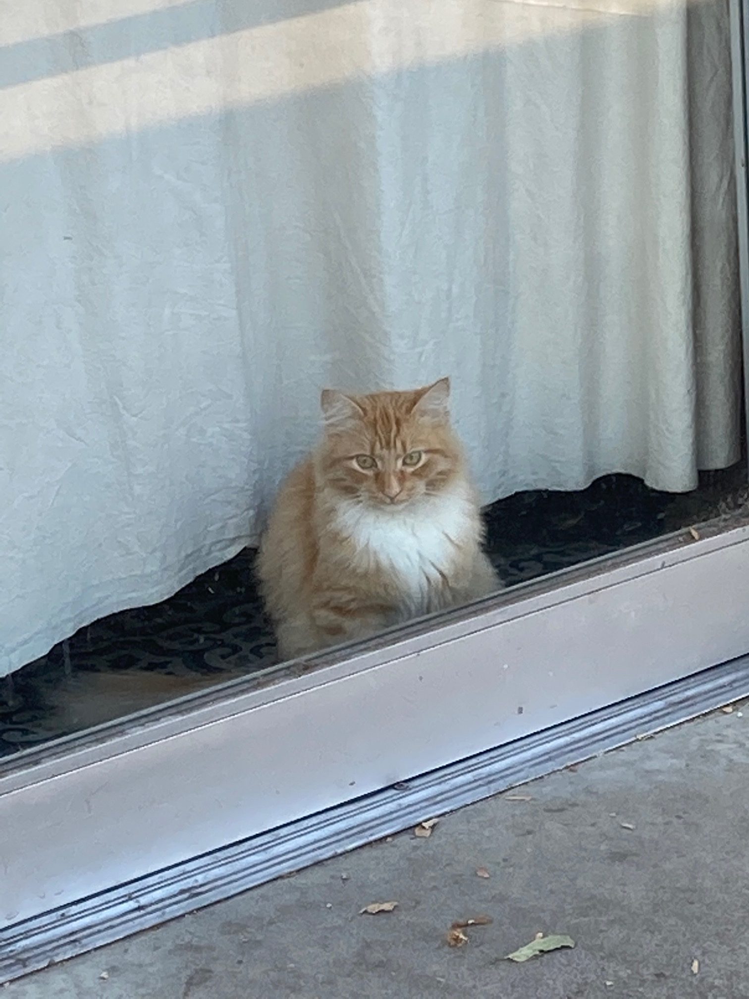 Meowy Monday – What’s Happening in the Klepto Cat and Calico Cat ...