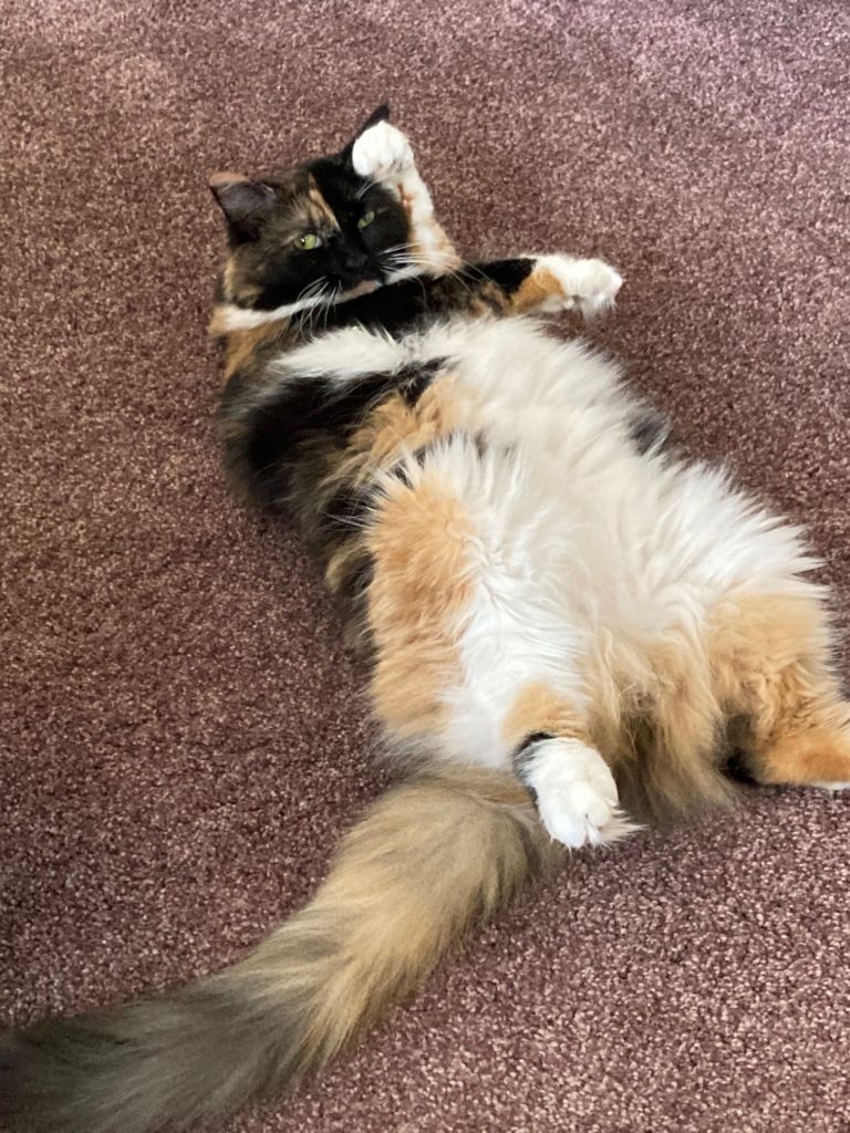 Meowy Monday — Your Cats’ Daily Schedule | Catscapades