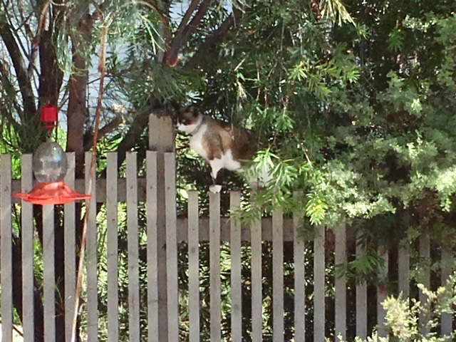 Meowy Monday – World Spay Day | Catscapades