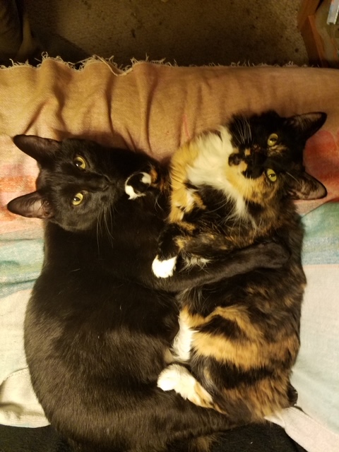 Meowy Monday – Happy Mew Year | Catscapades